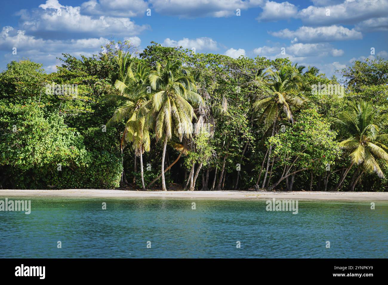 A view of a beach on St. Vincent with palm trees in the Caribbean Stock ...