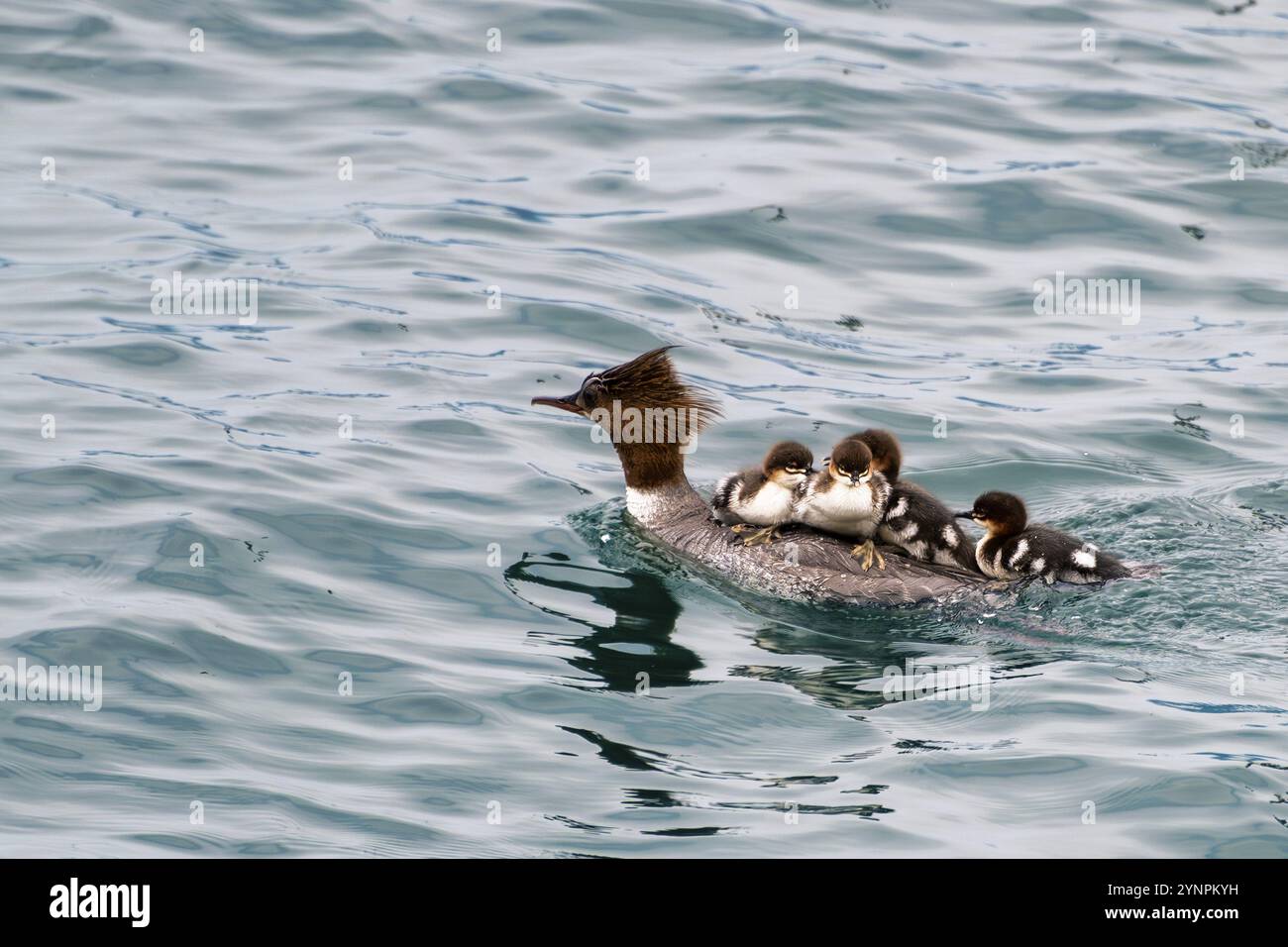 Sweet ducks swimming in Lake Como in Italy Stock Photo - Alamy