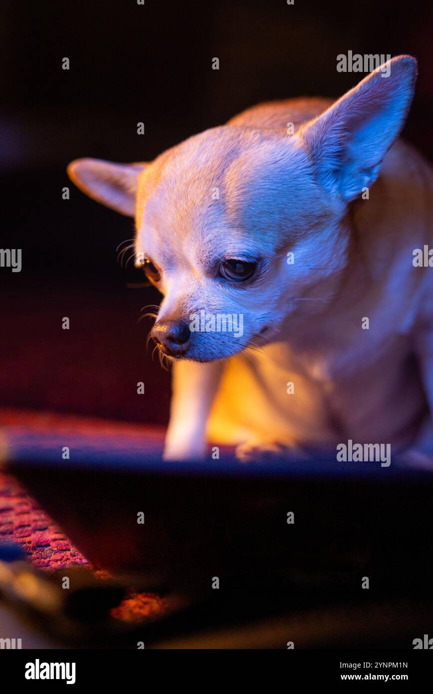 A small chihuahua is staring at a tablet. The dog is looking at the ...