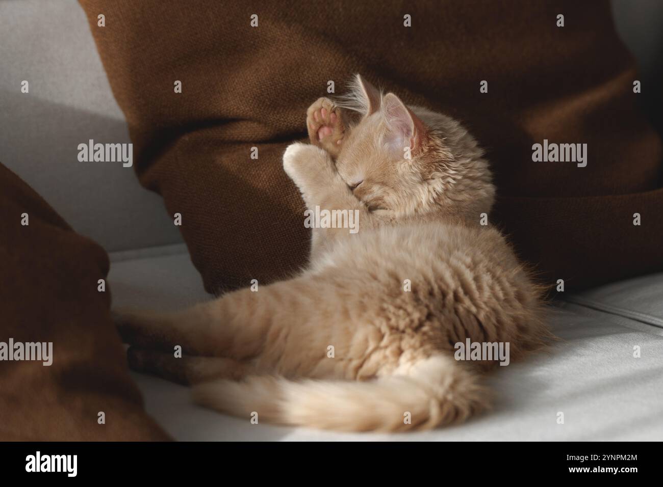 4 months old charming and charismatic ginger kitten grooming on the ...