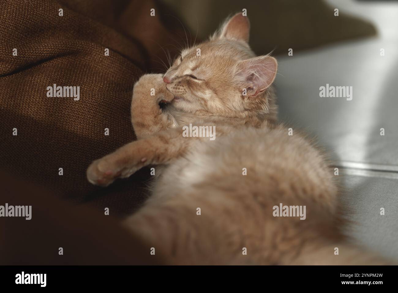 4 months old charming and charismatic ginger kitten grooming on the ...