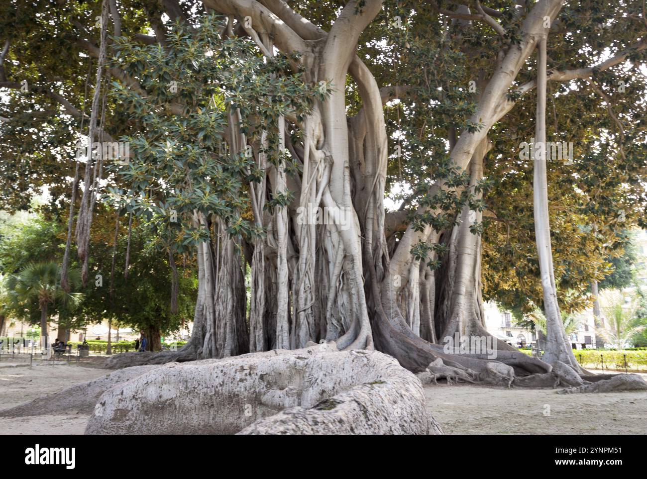 Biggest tree hi-res stock photography and images - Alamy