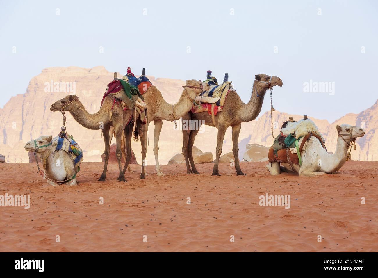Camels rest on the sand in the desert Wadi Rum, Jordan. Sandstone rocks ...