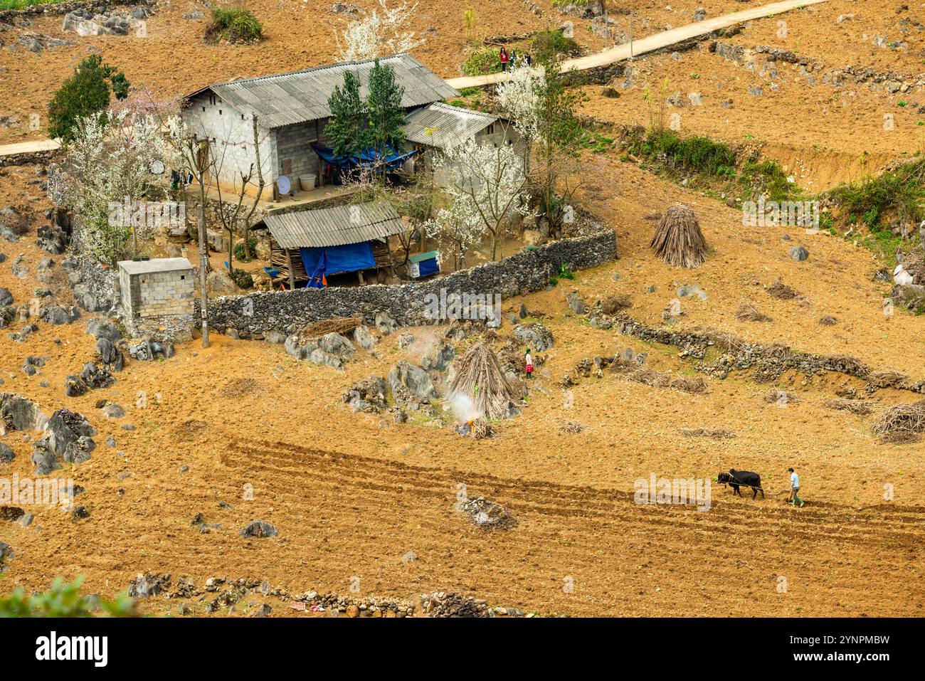 Spring and the peaceful life of the Hmong ethnic group in Ha Giang ...