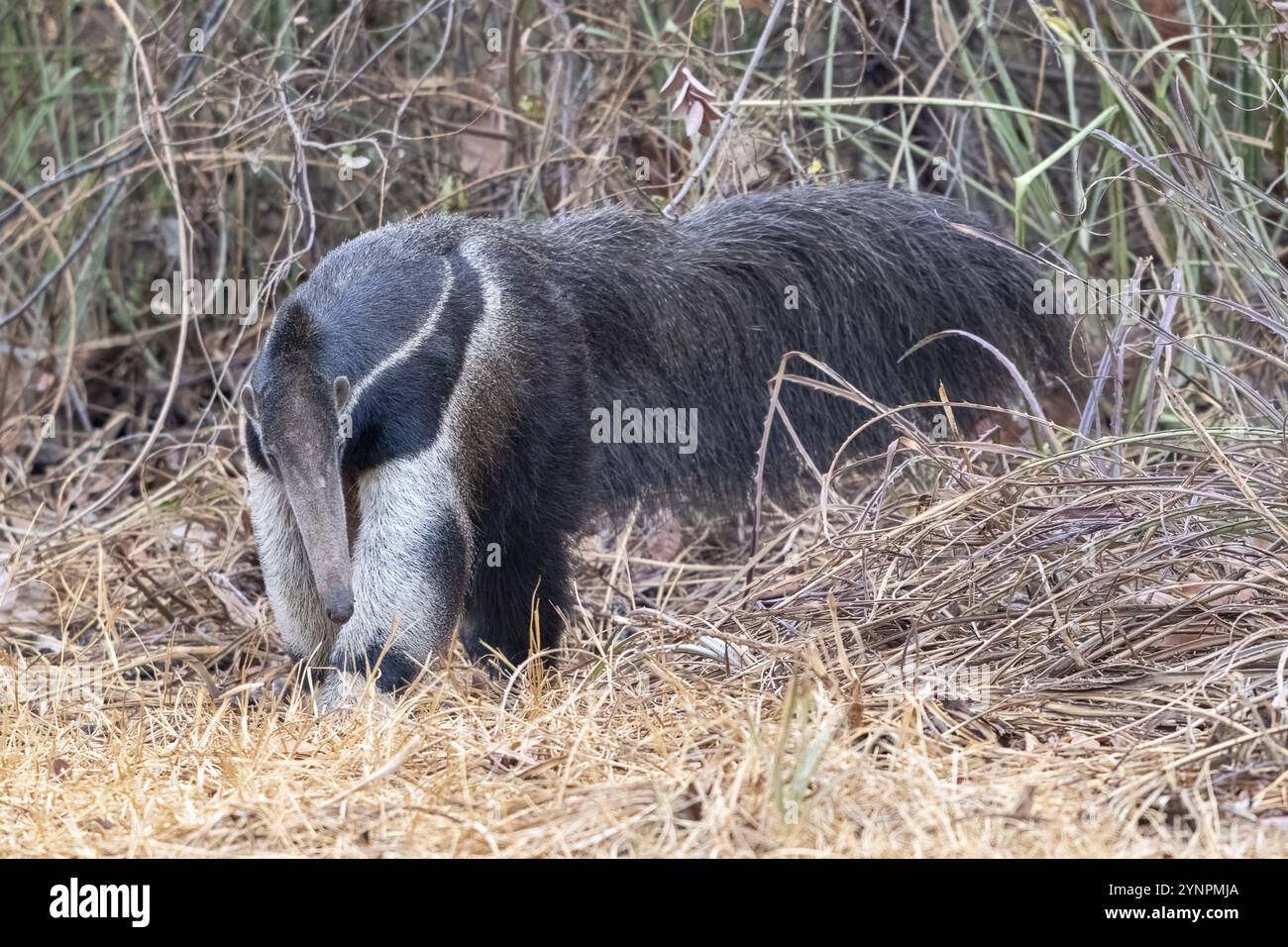 Giant anteater (Myrmecophaga tridactyla), at dusk, in front of sunrise ...