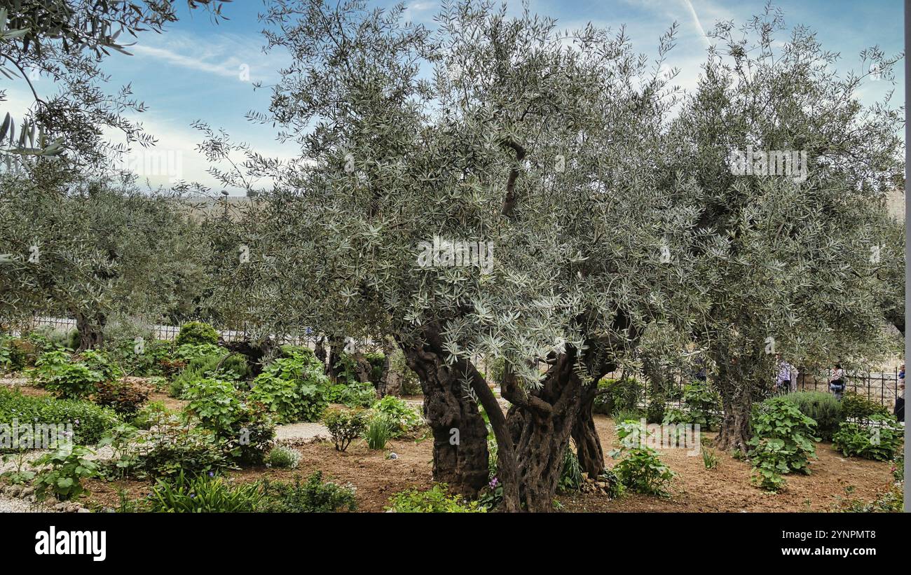 Ancient olive trees in the Garden of Gethsemane in Jerusalem Stock ...