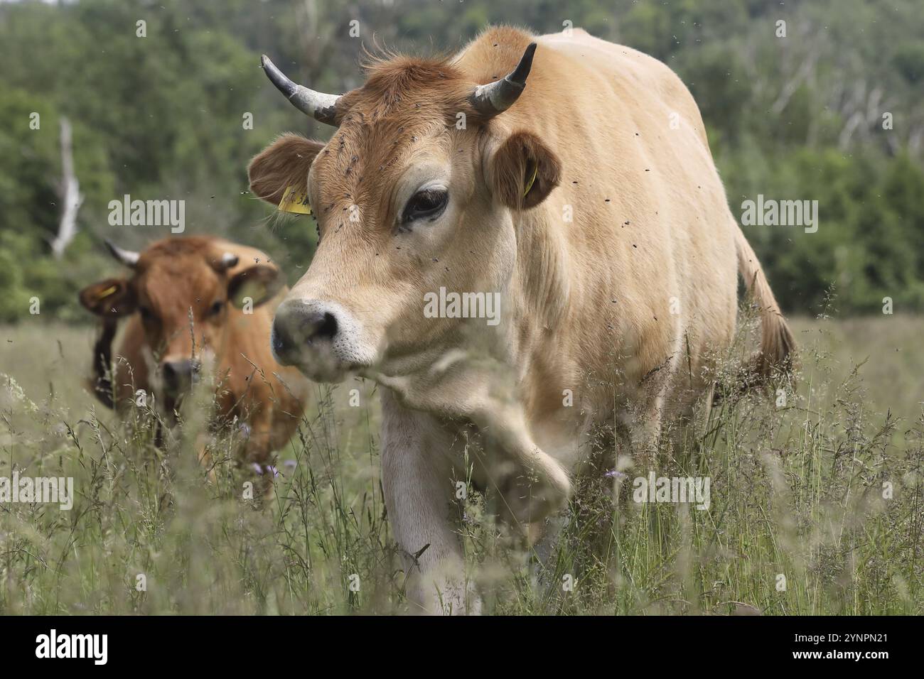 Cows standing in a wetland in tall grass, Murnau-Werdenfelser cattle ...