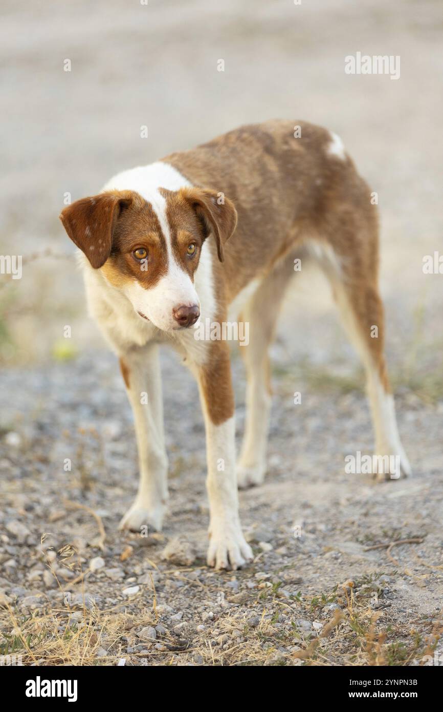 Red mutt standing outdoor. Mix Breed street dog Stock Photo - Alamy