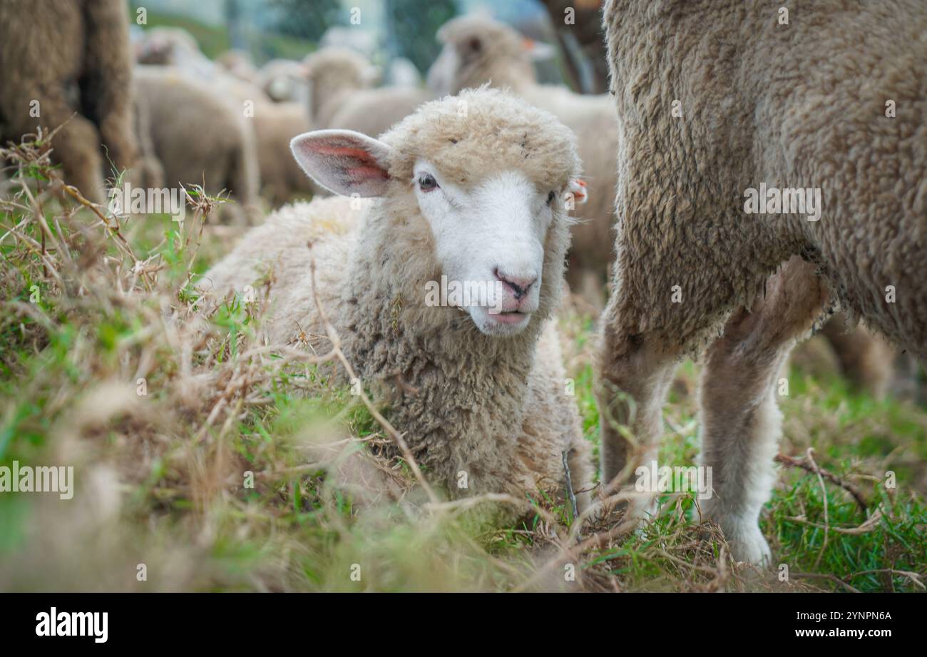 A flock of sheep is seen on a grassland in Cingjing, Ren'ai of Taiwan ...