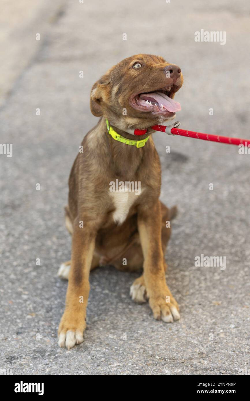 Brown mutt puppy sitting outdoor. Mixed-breed dog Stock Photo - Alamy