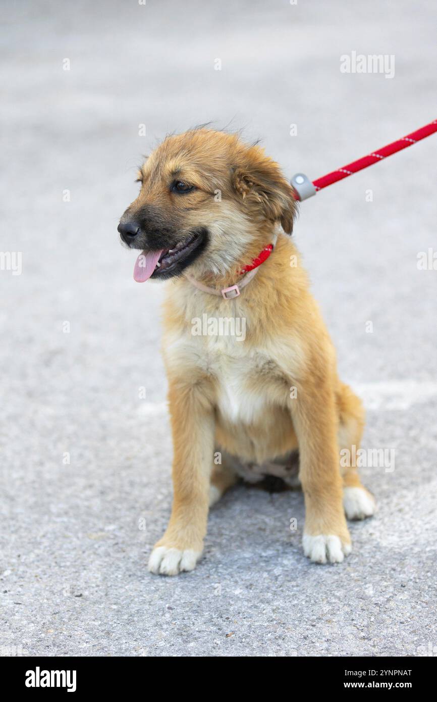 Red mutt puppy sitting outdoor. Mixed-breed dog Stock Photo - Alamy