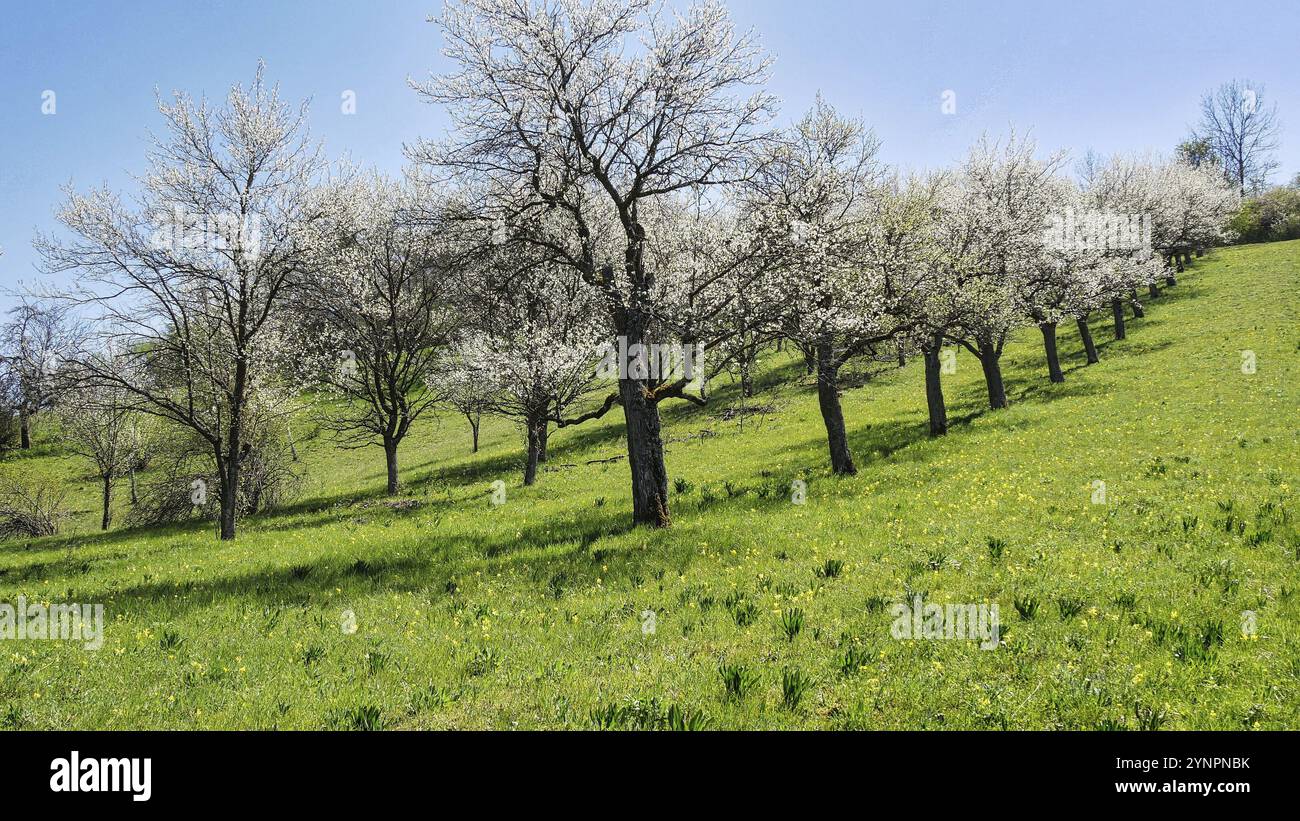 Scattered orchard hi-res stock photography and images - Alamy