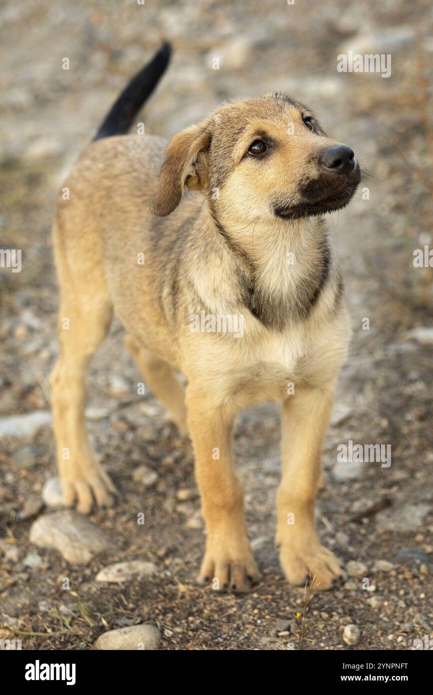 Red mutt puppy standing outdoor. Mix Breed street dog Stock Photo - Alamy