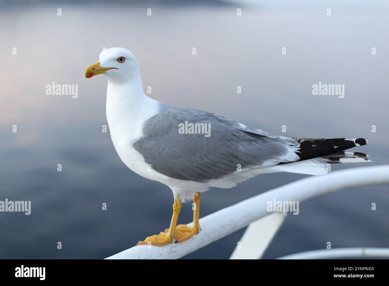 Large seagull on sunset sky background, close-up portrait Stock Photo ...