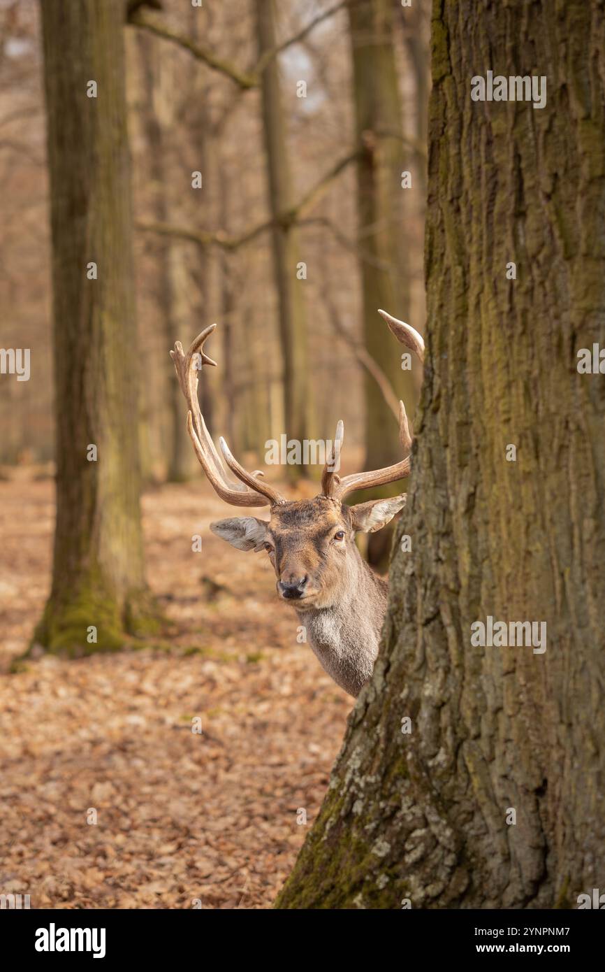 Alert European Fallow Deer behind Autumn Tree in Czech Republic. Furry ...