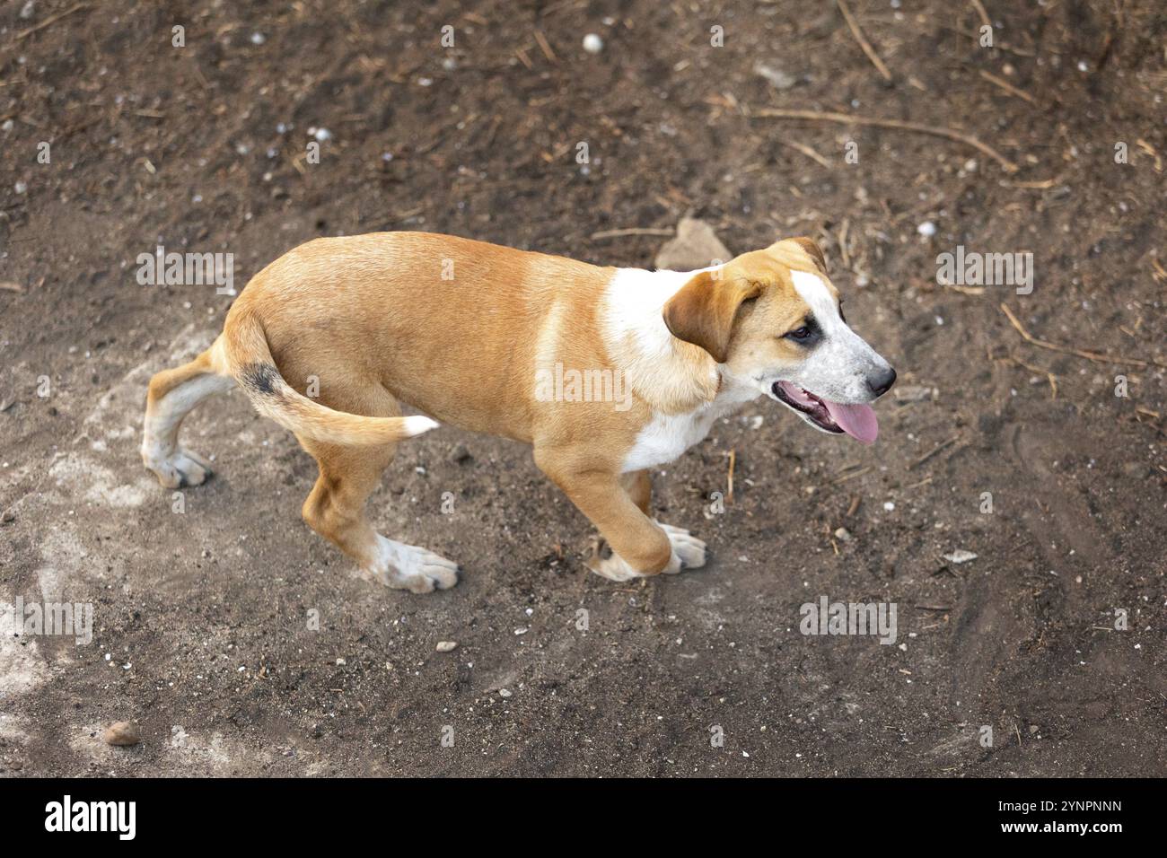 Young puppy outside walking hi-res stock photography and images - Alamy