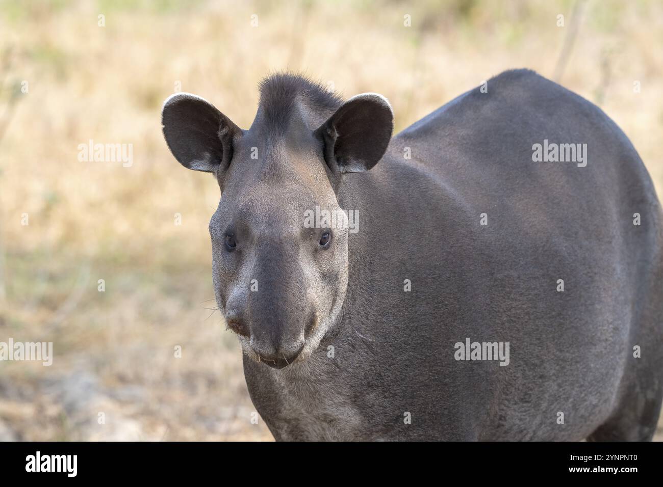 Lowland tapir (Tapirus terrestris), eye contact, animal portrait, Pantanal, inland, wetland ...