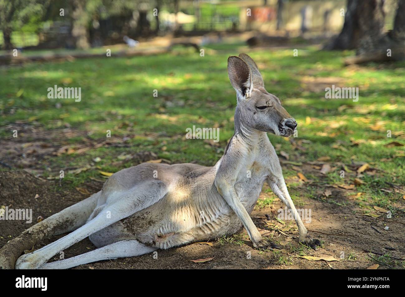 West Australian giant kangaroo lying on the ground and relaxing Stock ...