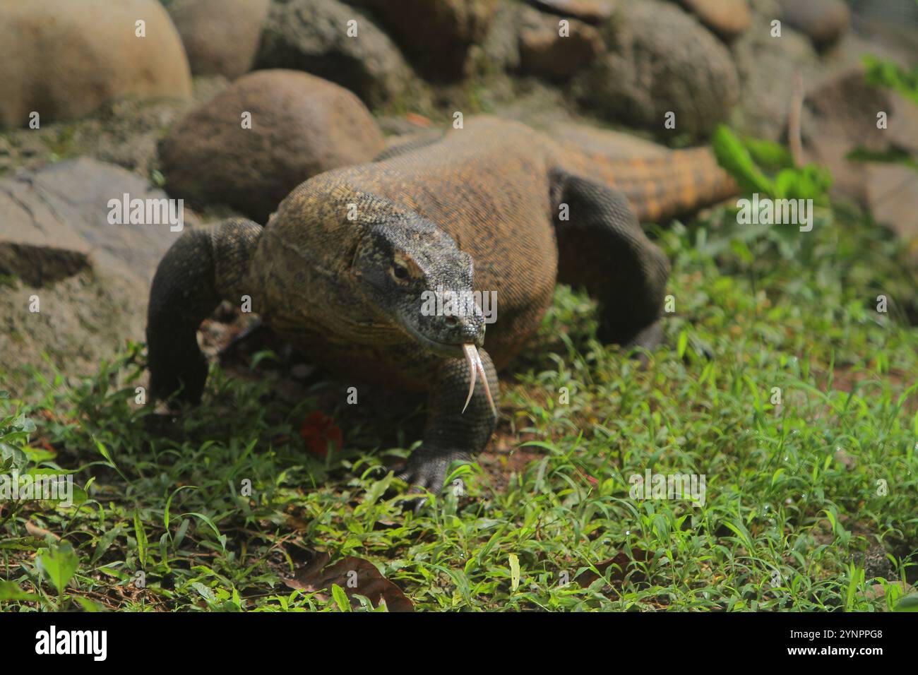 a Komodo dragon crawling in the bushes in the morning Stock Photo - Alamy