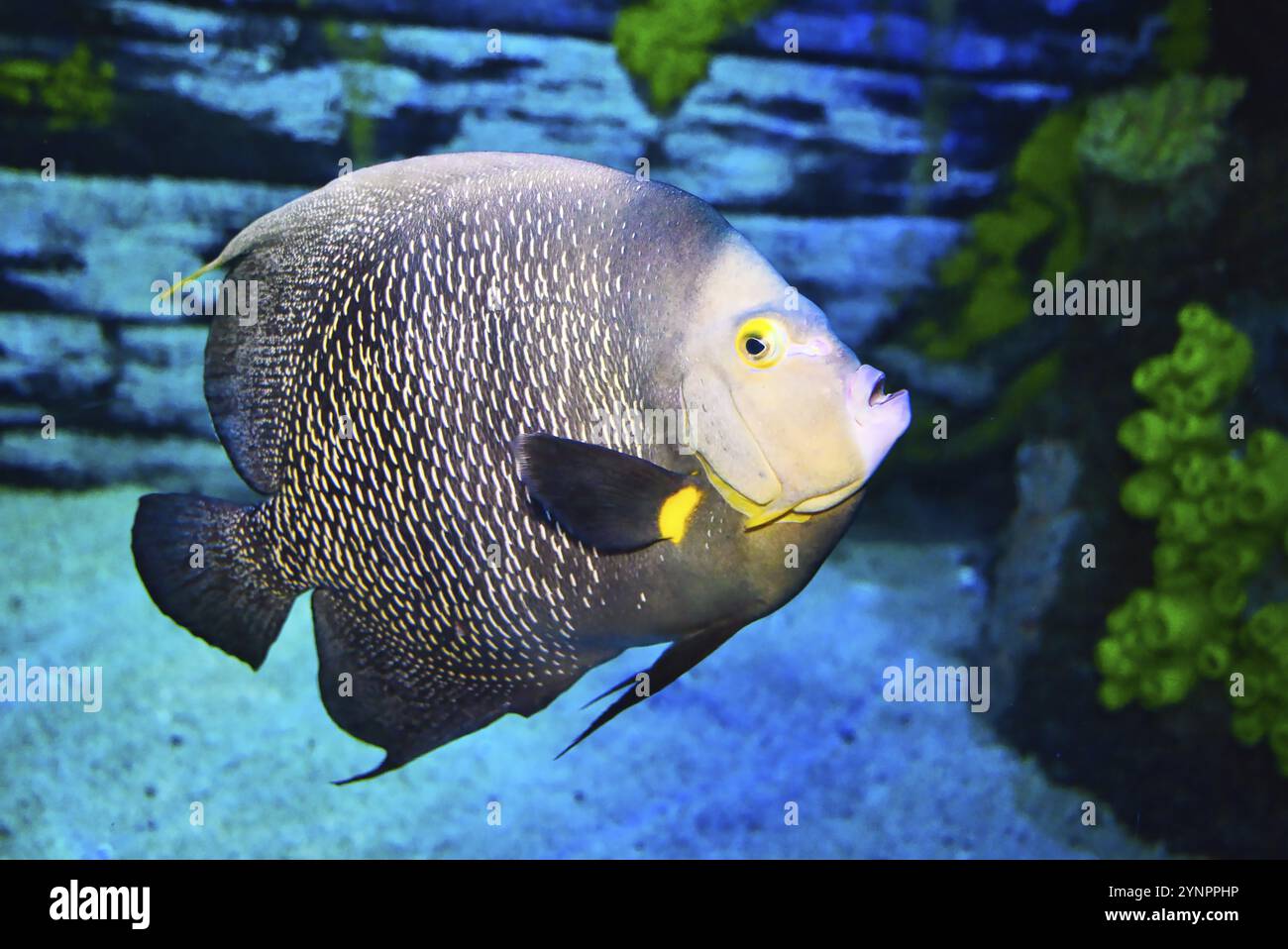 Bright colors in photography hi-res stock photography and images - Alamy