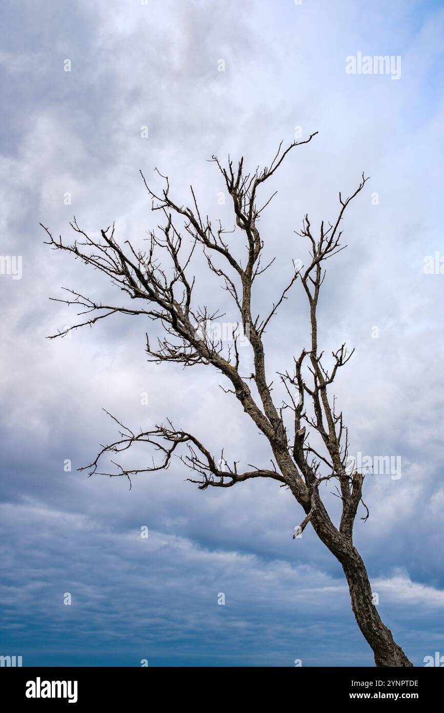 Dried up dead tree hi-res stock photography and images - Alamy
