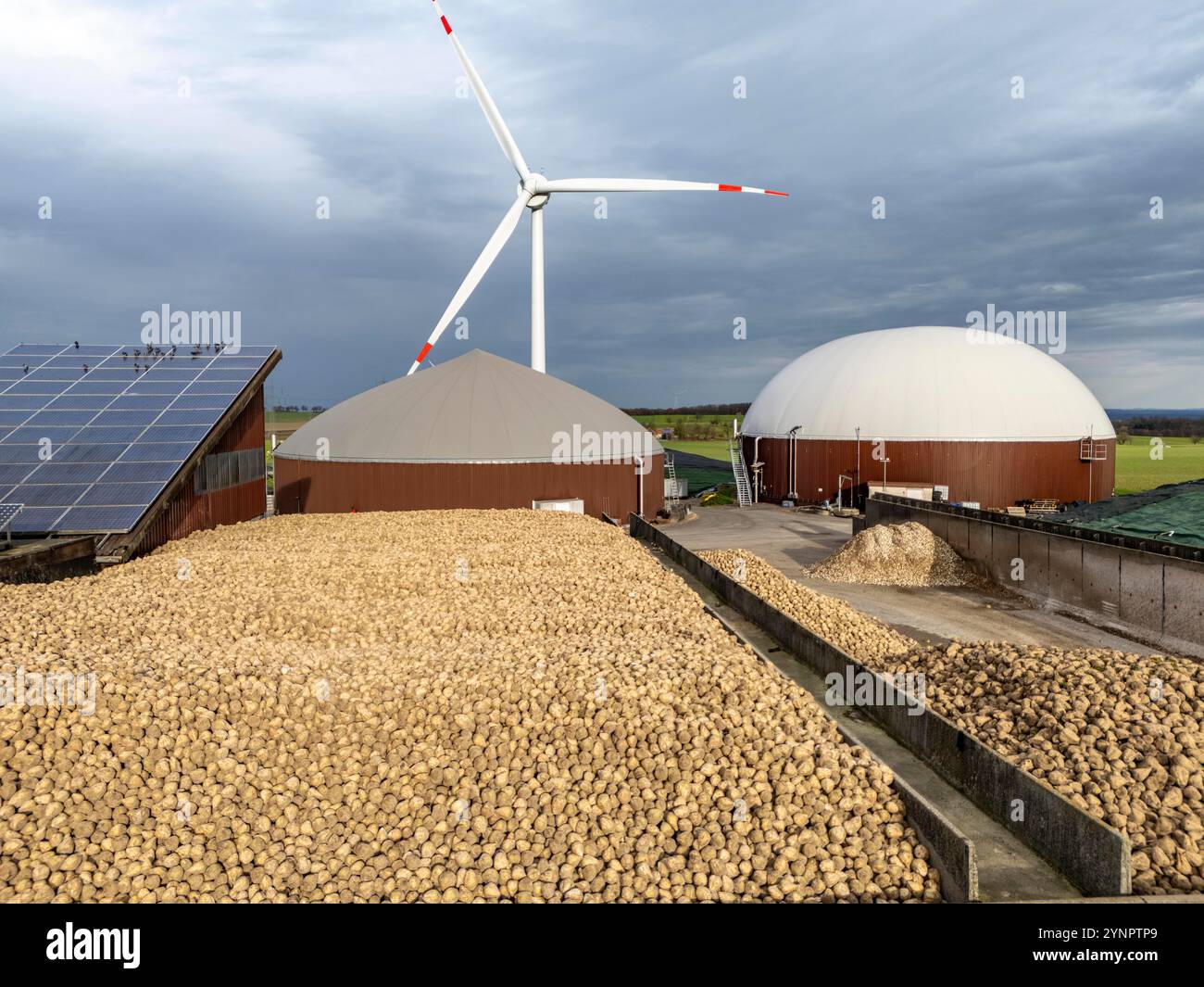 Biogas plant produces gas from various biomass, here the sugar beet ...