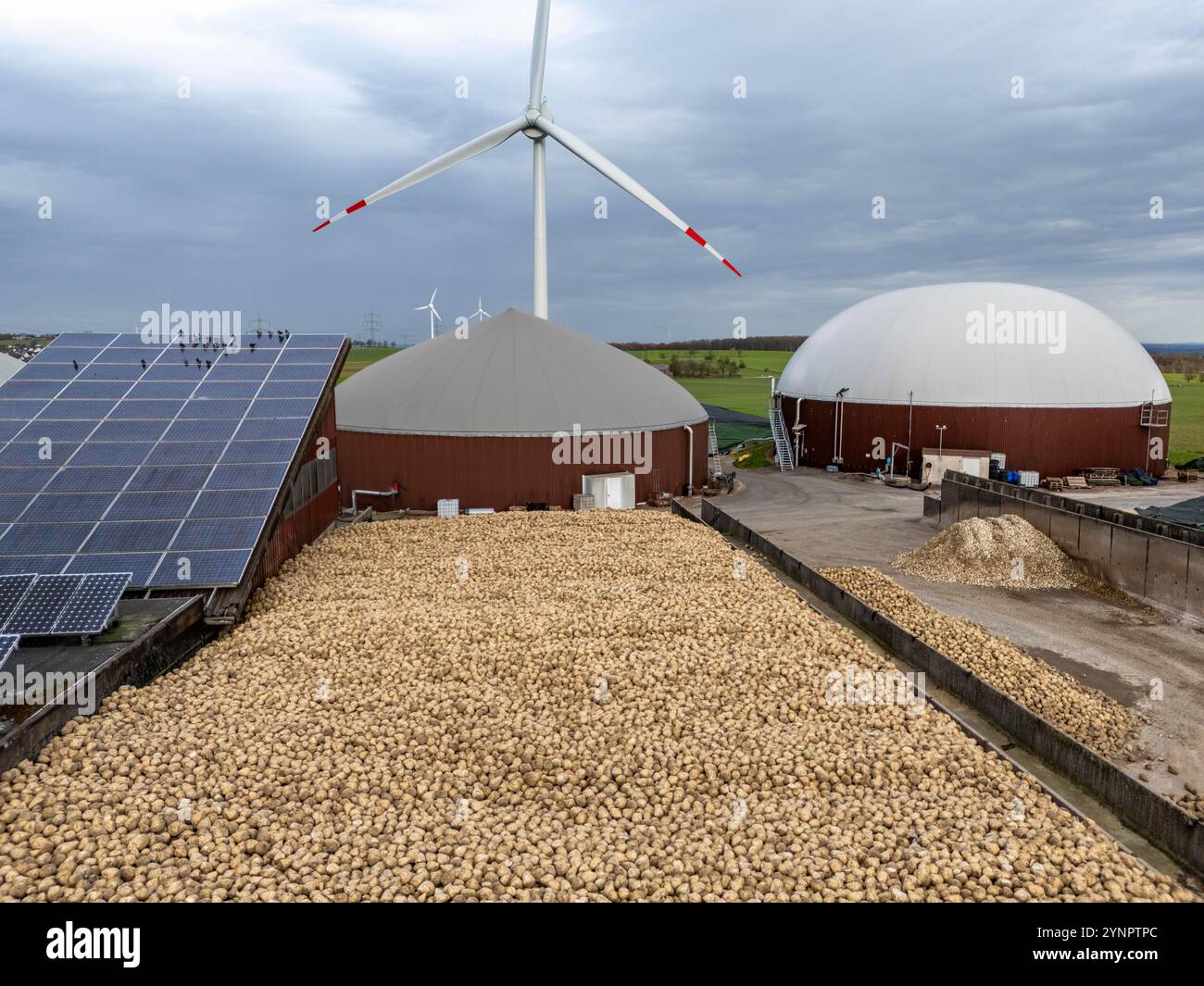 Biogas plant produces gas from various biomass, here the sugar beet ...