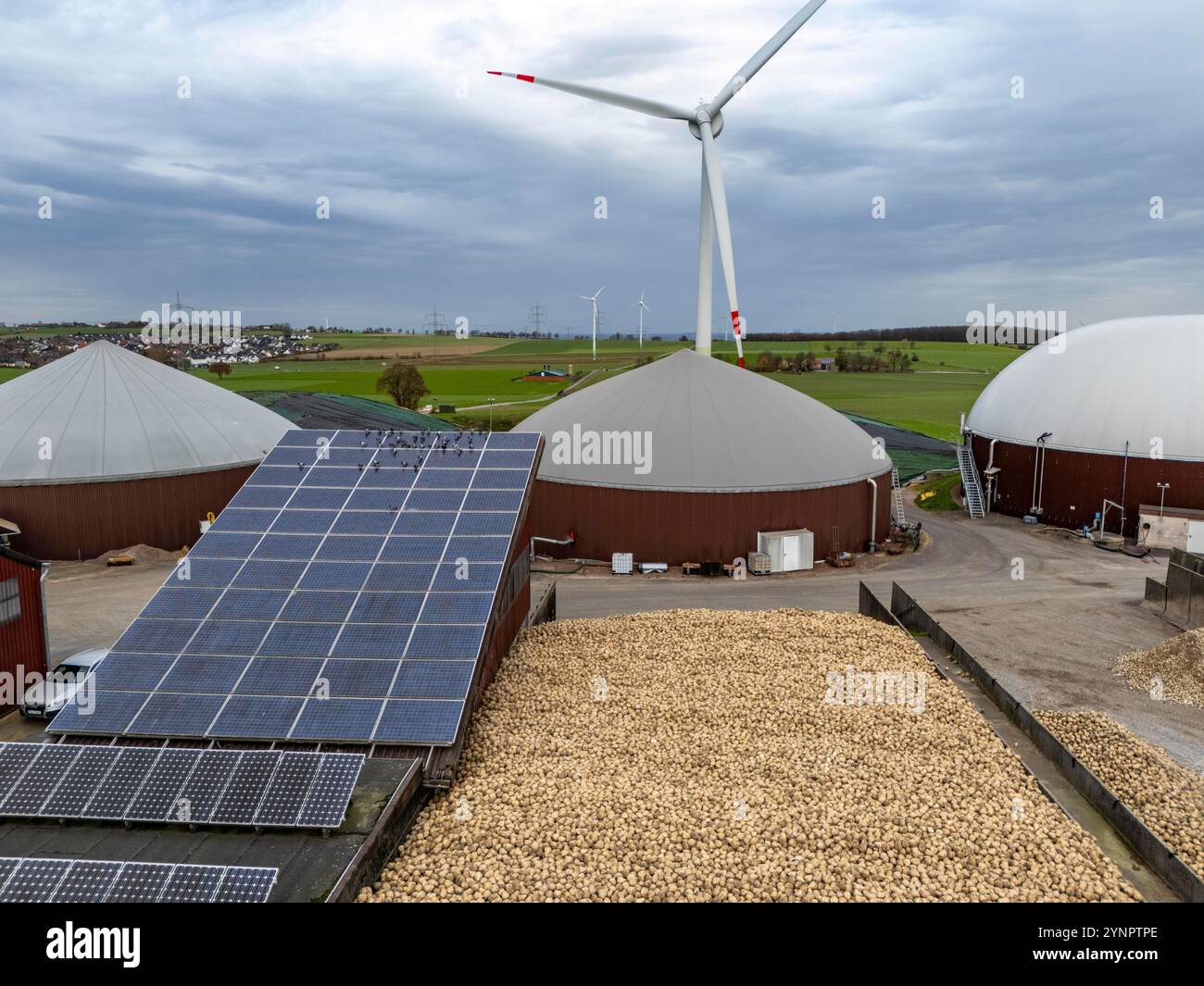 Biogas plant produces gas from various biomass, here the sugar beet ...