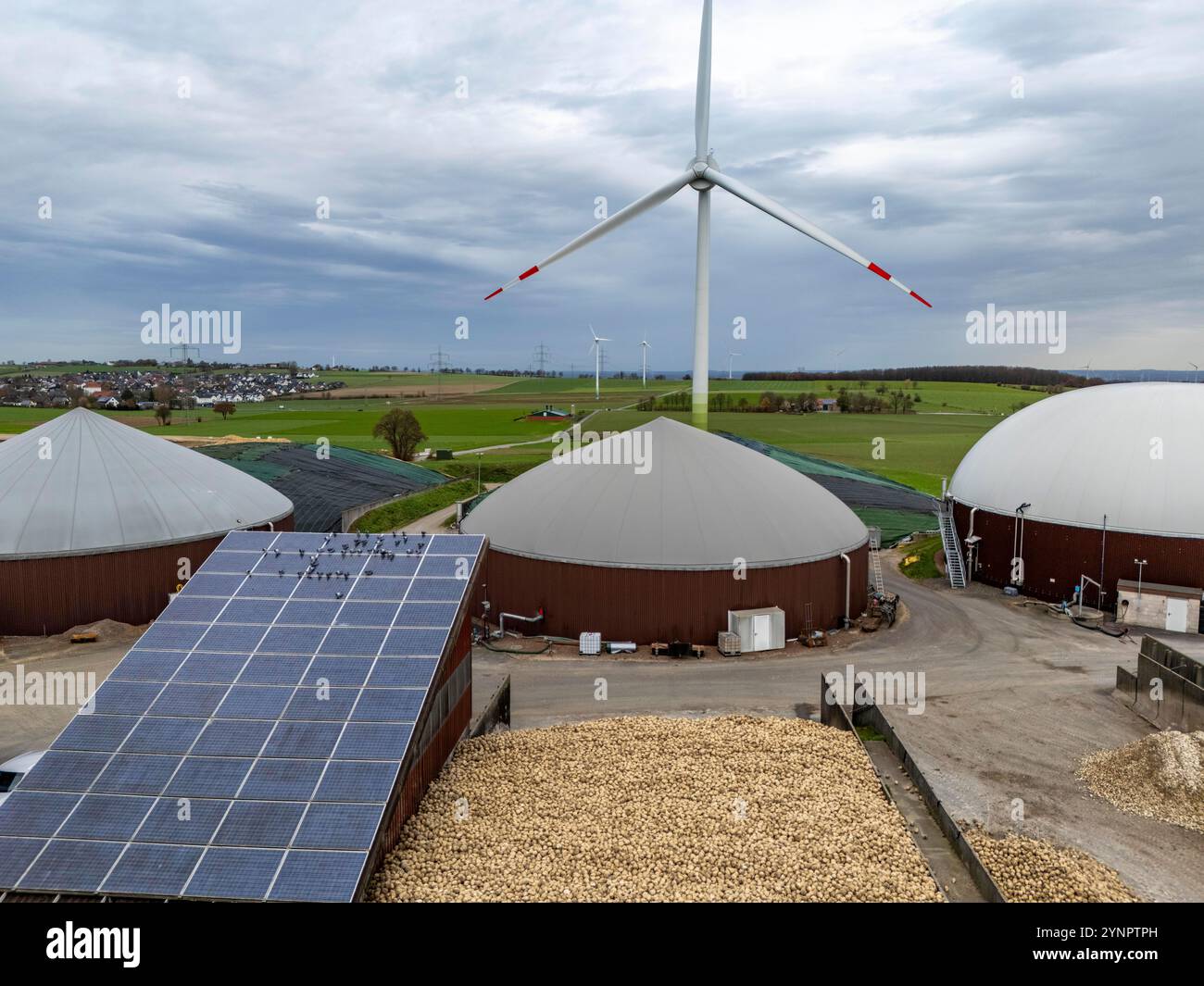 Biogas plant produces gas from various biomass, here the sugar beet ...