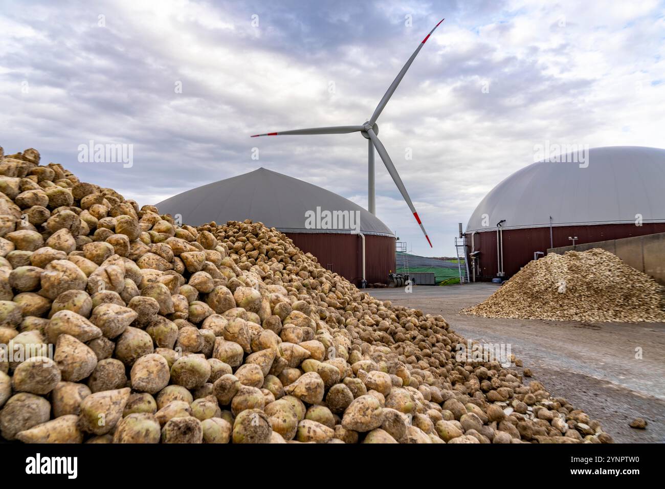 Biogas plant produces gas from various biomass, here the sugar beet ...