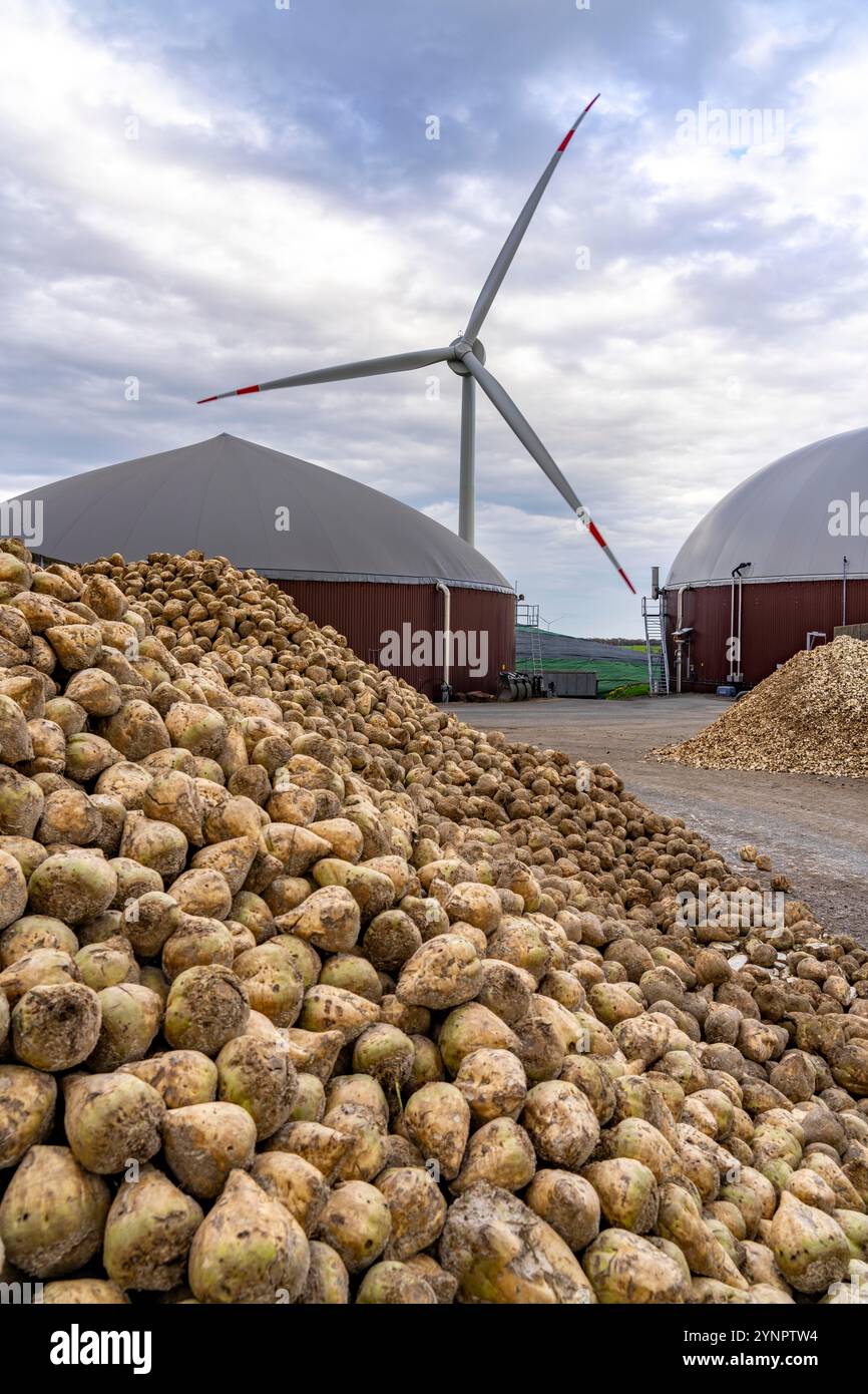 Biogas plant produces gas from various biomass, here the sugar beet ...