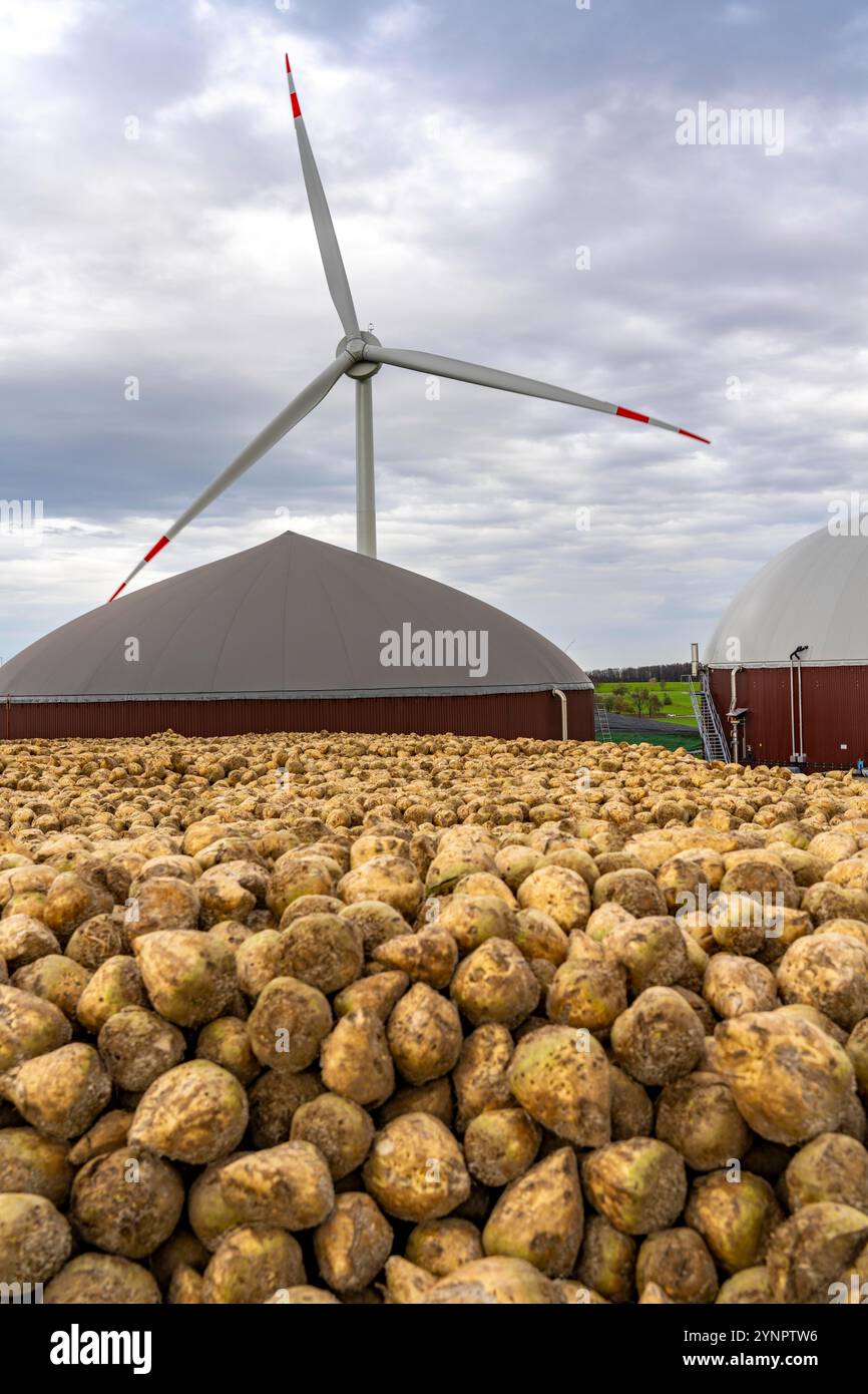 Biogas plant produces gas from various biomass, here the sugar beet ...