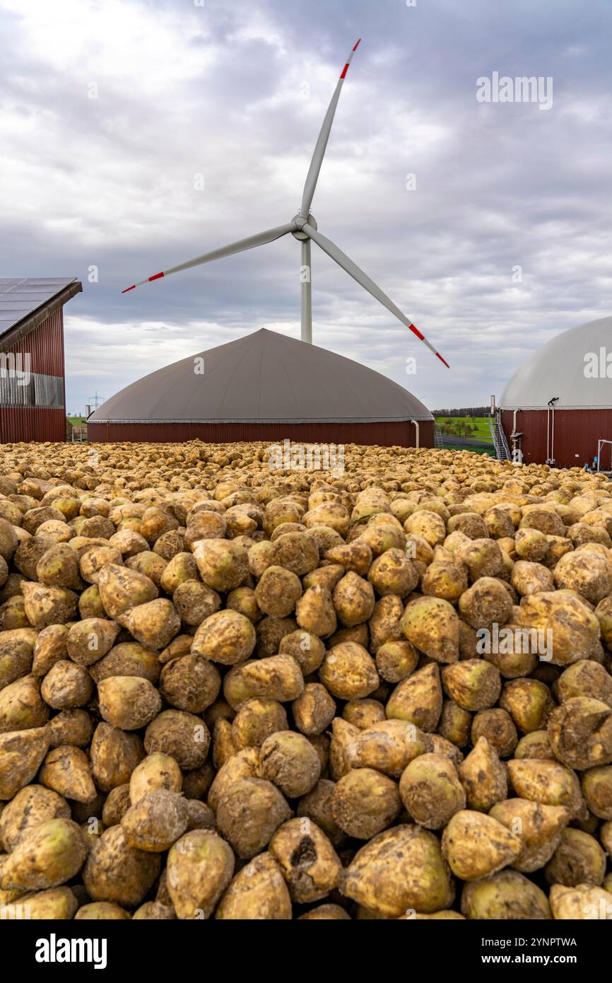 Biogas plant produces gas from various biomass, here the sugar beet ...