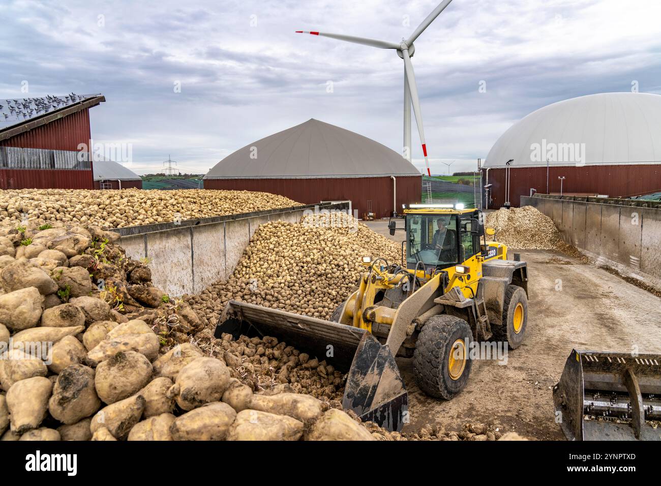 Biogas plant produces gas from various biomass, here the sugar beet ...