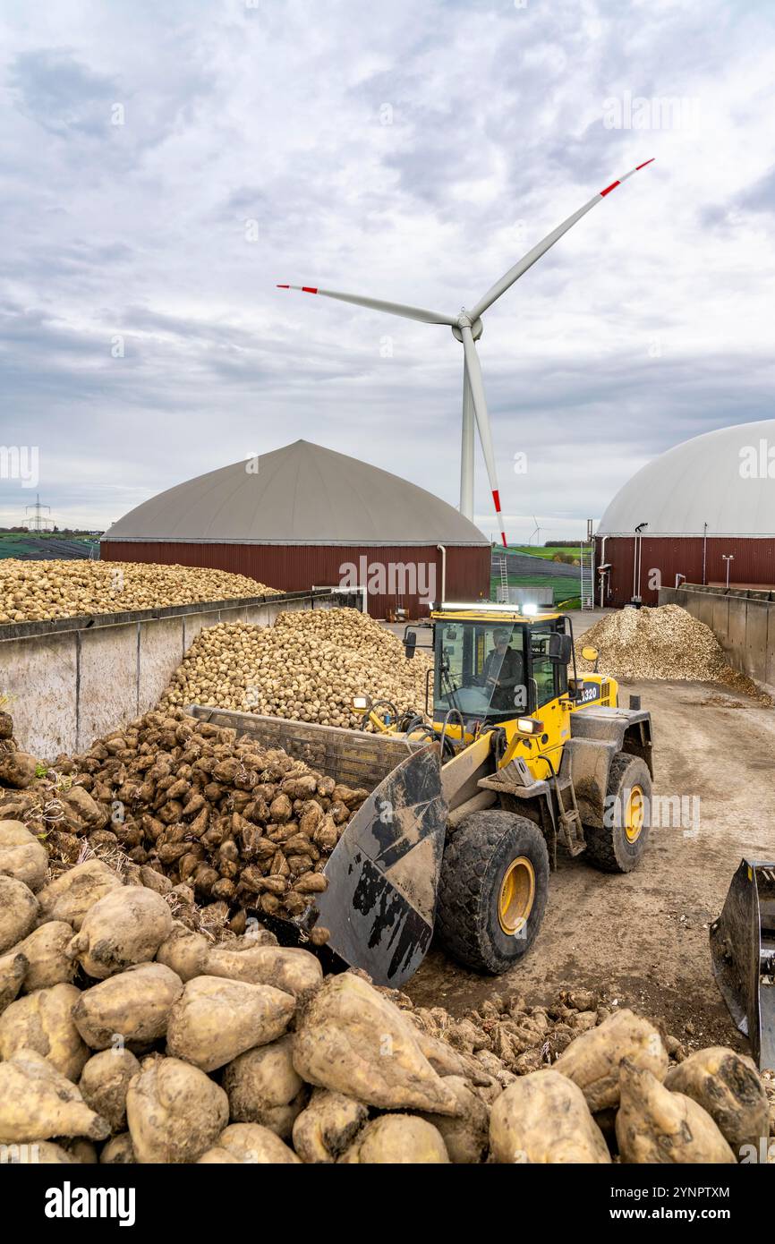 Biogas plant produces gas from various biomass, here the sugar beet ...