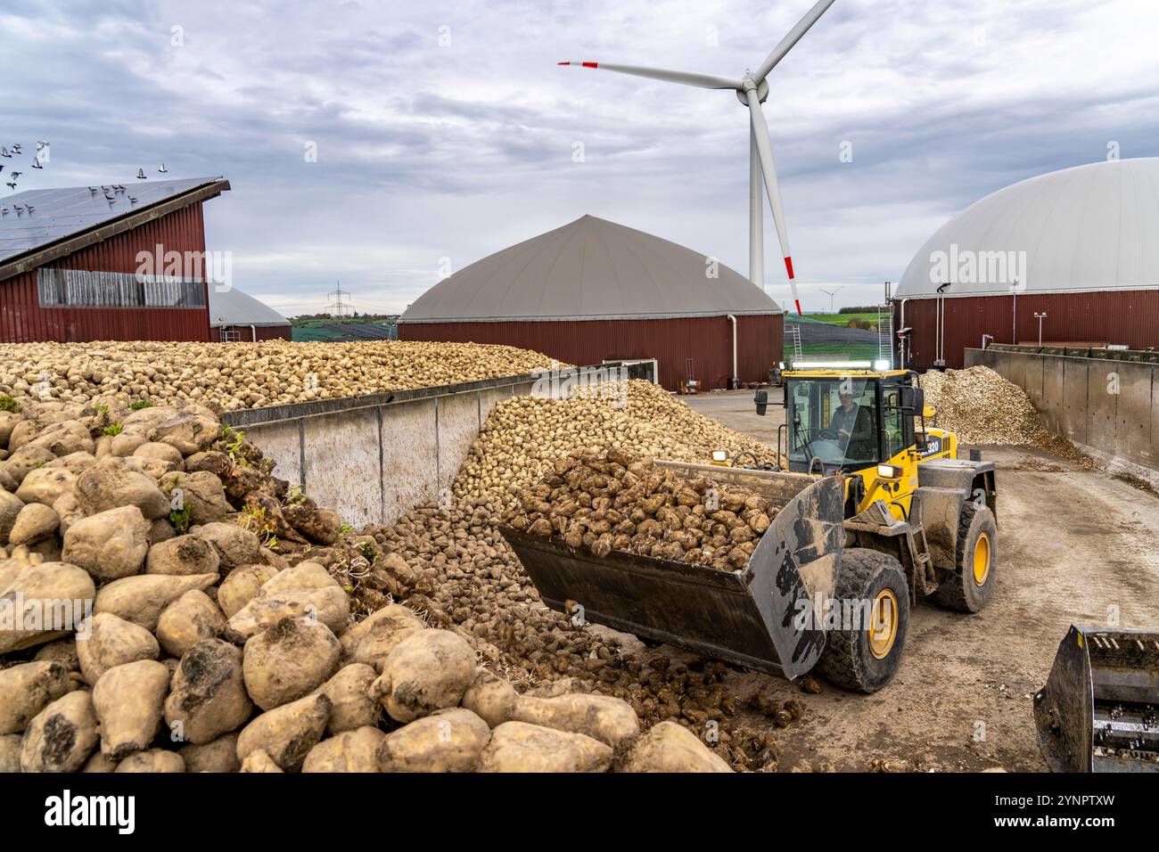 Biogas plant produces gas from various biomass, here the sugar beet ...