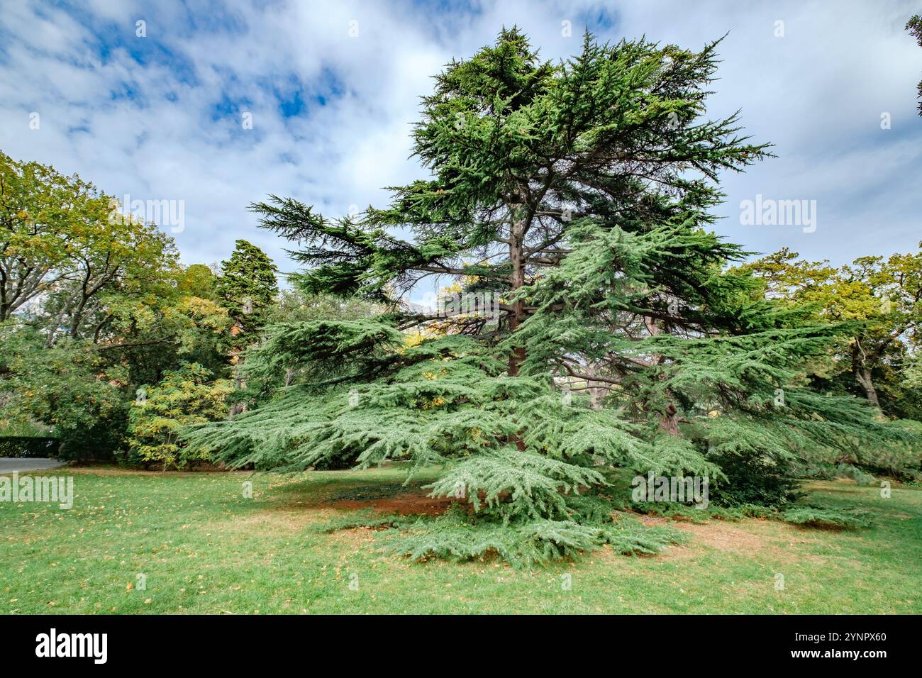 old big cedar, tree in clearing Stock Photo - Alamy
