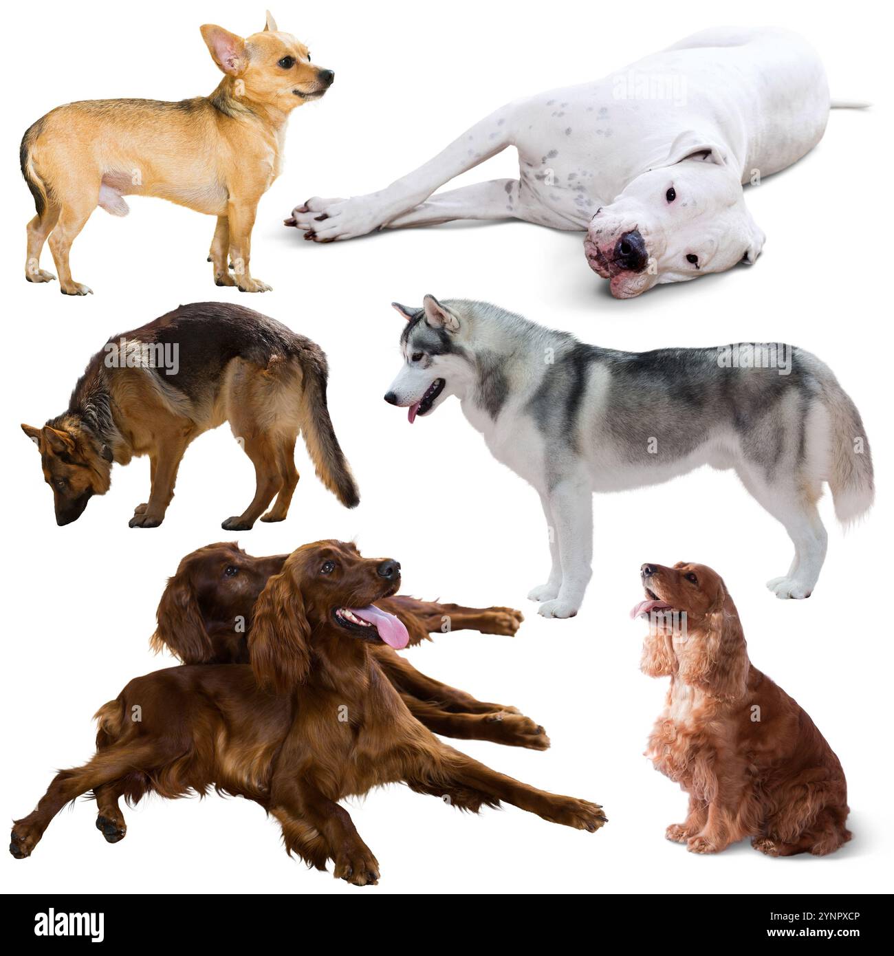 Collection of purebred dogs isolated on white background Stock Photo ...