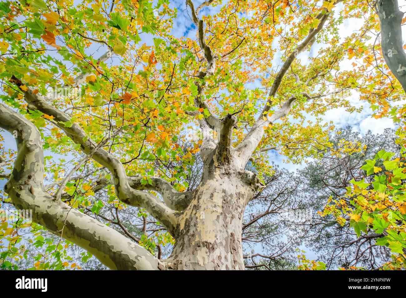 perennial tree with autumn orange foliage, bottom view Stock Photo - Alamy