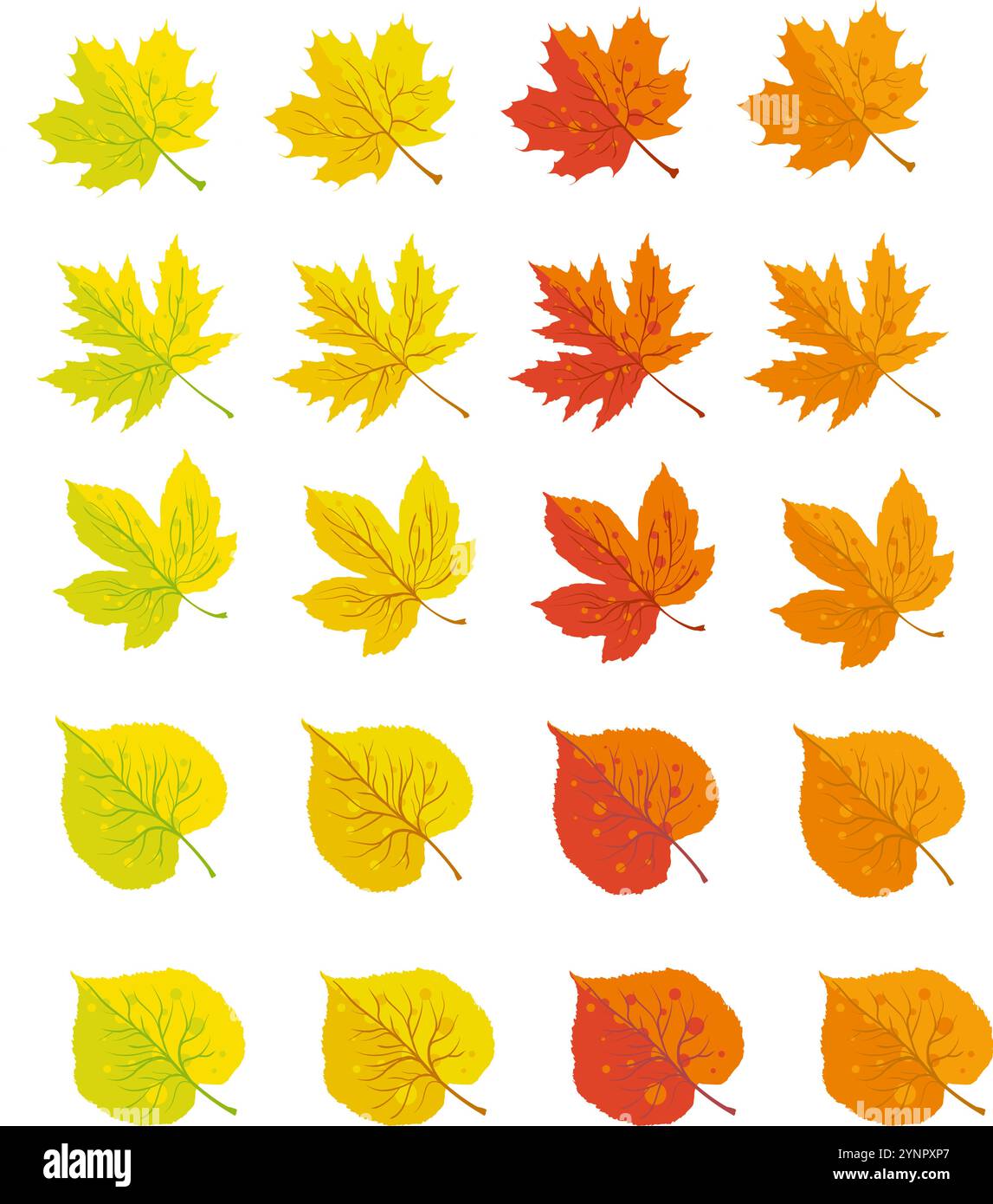set of autumn the leaves of maple and orchard Stock Vector Image & Art ...
