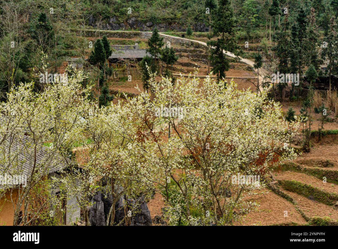 Spring and the peaceful life of the Hmong ethnic group in Ha Giang ...