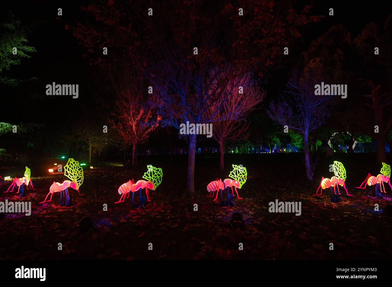 Illuminated ants during the inauguration of “Naturaleza Encendida ...