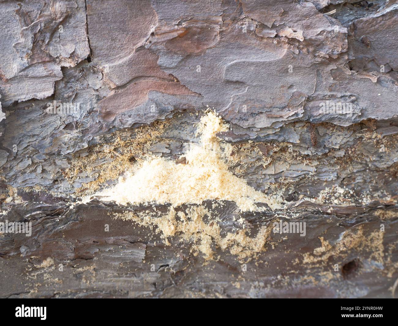 Close up on ants hi-res stock photography and images - Alamy