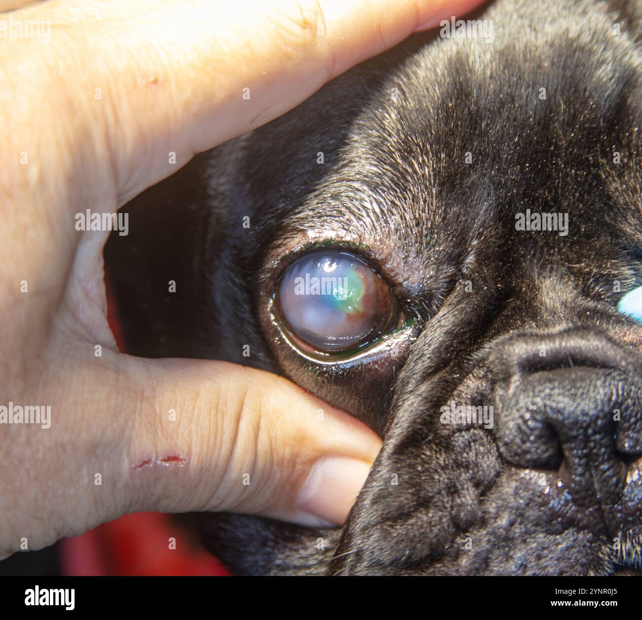 Corneal pigment hi-res stock photography and images - Alamy