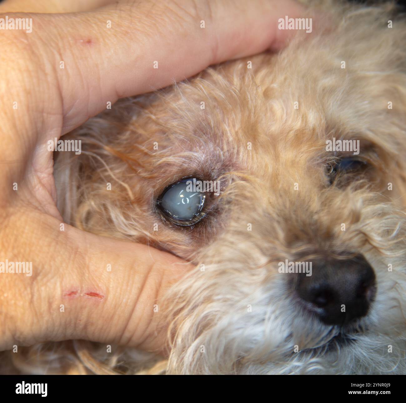 Canine cataract hi-res stock photography and images - Alamy