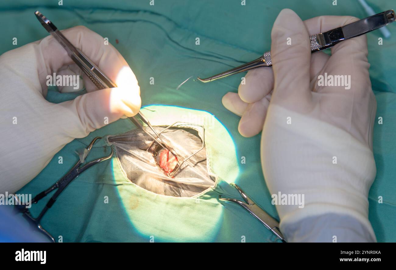 Suturing graft hi-res stock photography and images - Alamy