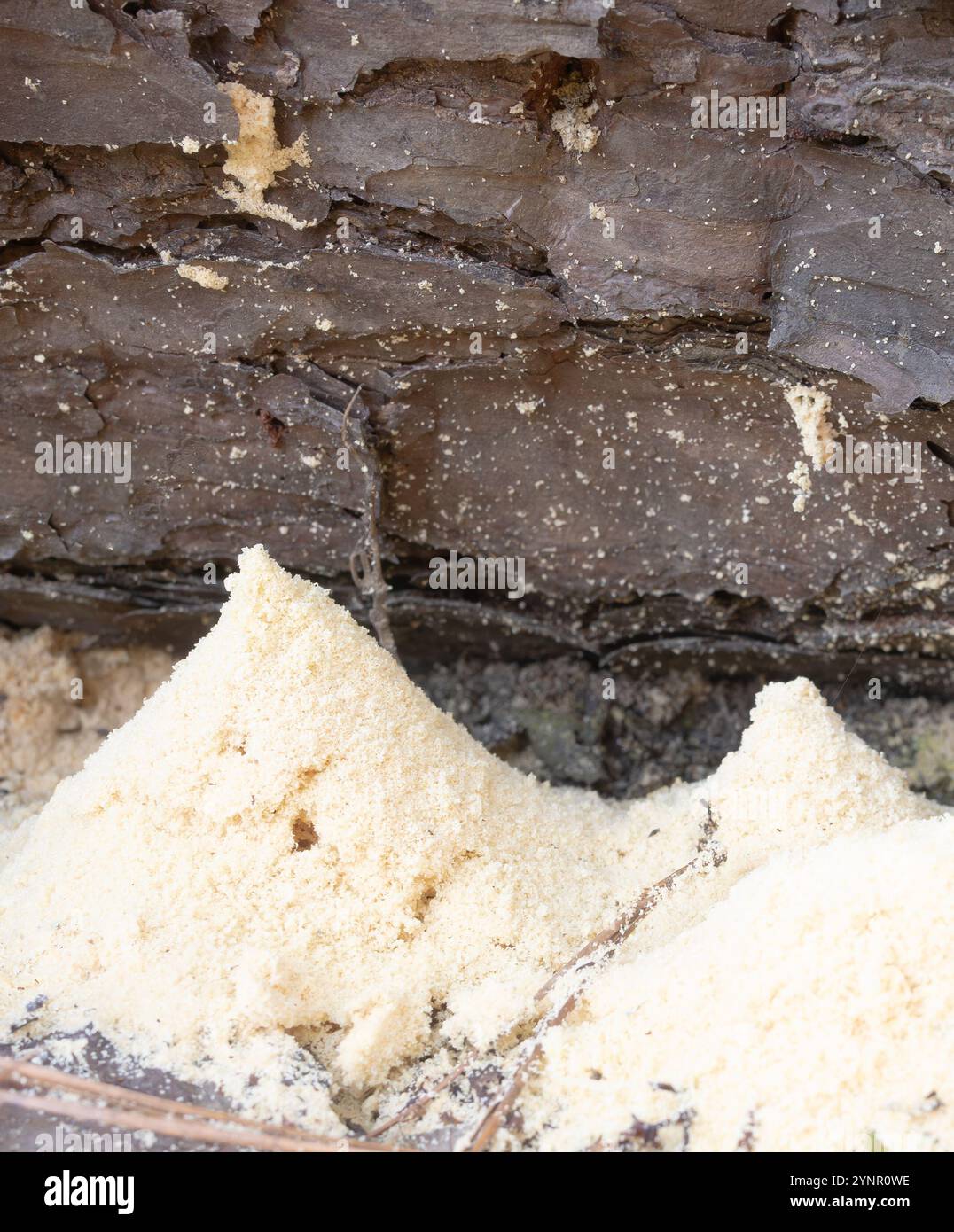 Close up of several sawdust piles created by carpenter ants burrowing ...