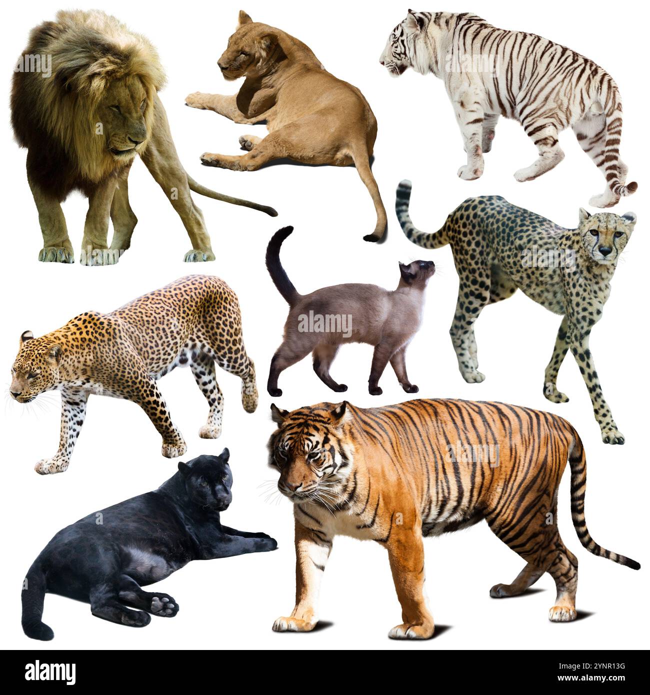 Set of wild mammals animals from cat family isolated Stock Photo - Alamy