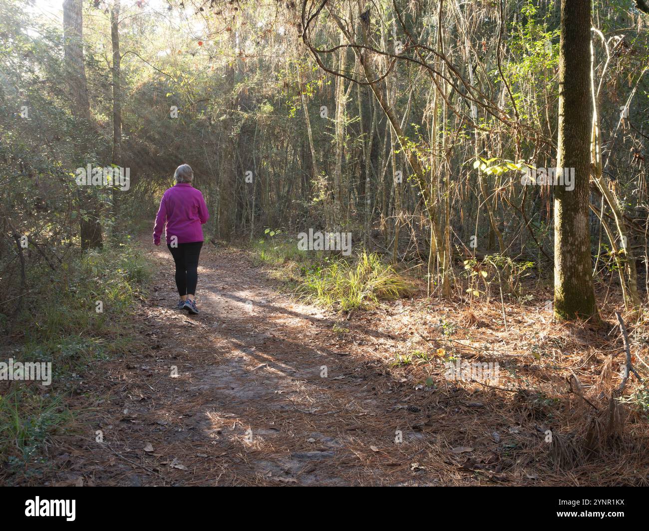 Senior woman walking along a wooded trail with sunlight streaming through the forest. She is ...