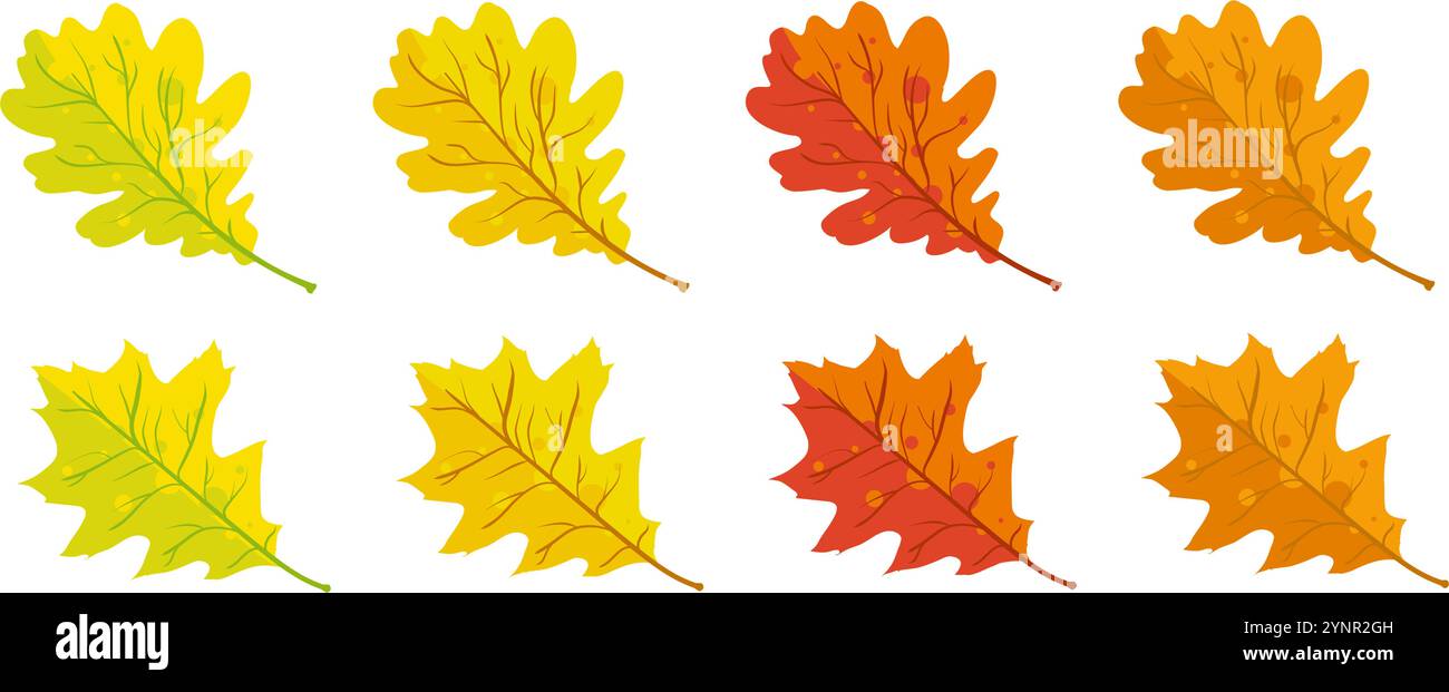 Yellow oak tree leaf Stock Vector Images - Alamy